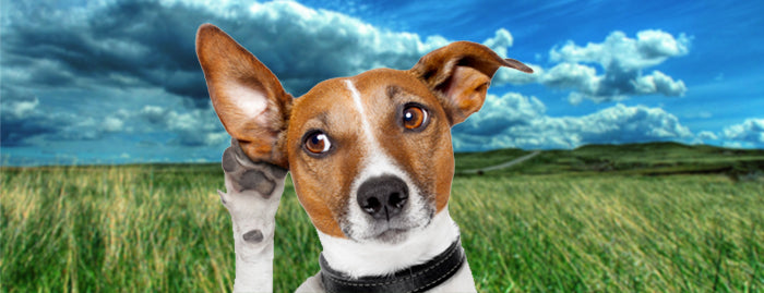 Deaf Dog Awareness Week