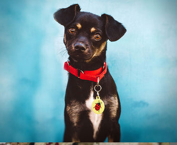 We Ruff You, Mom: Stories of Dogs and Their Mamas