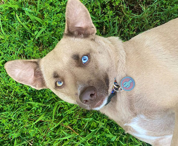 We Ruff You, Mom: Stories of Dogs and Their Mamas